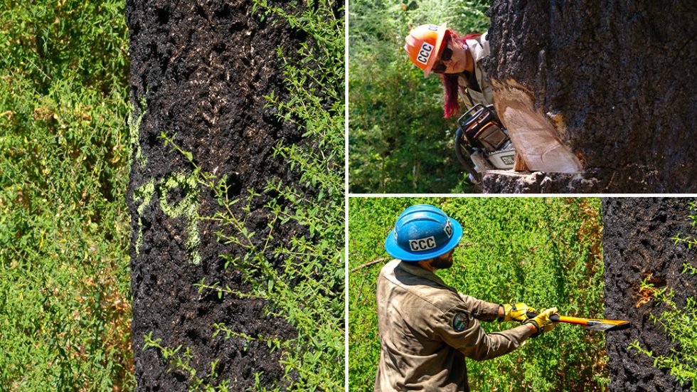 Salinas Center | California Conservation Corps