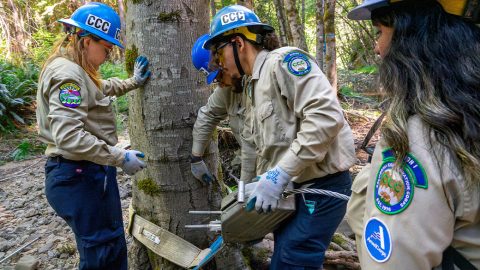 Habitat Restoration | California Conservation Corps